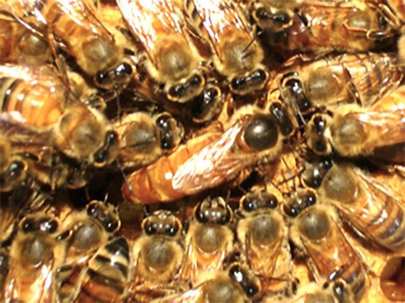 More About Golden West Honey Bees – Vermont Beekeeping Supply, LLC